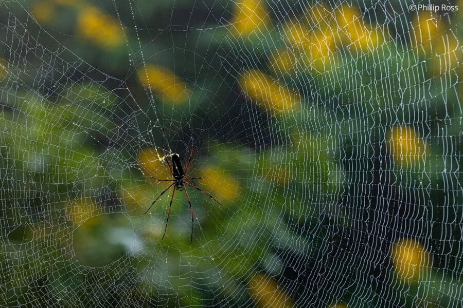 Spider | The Outback Experience